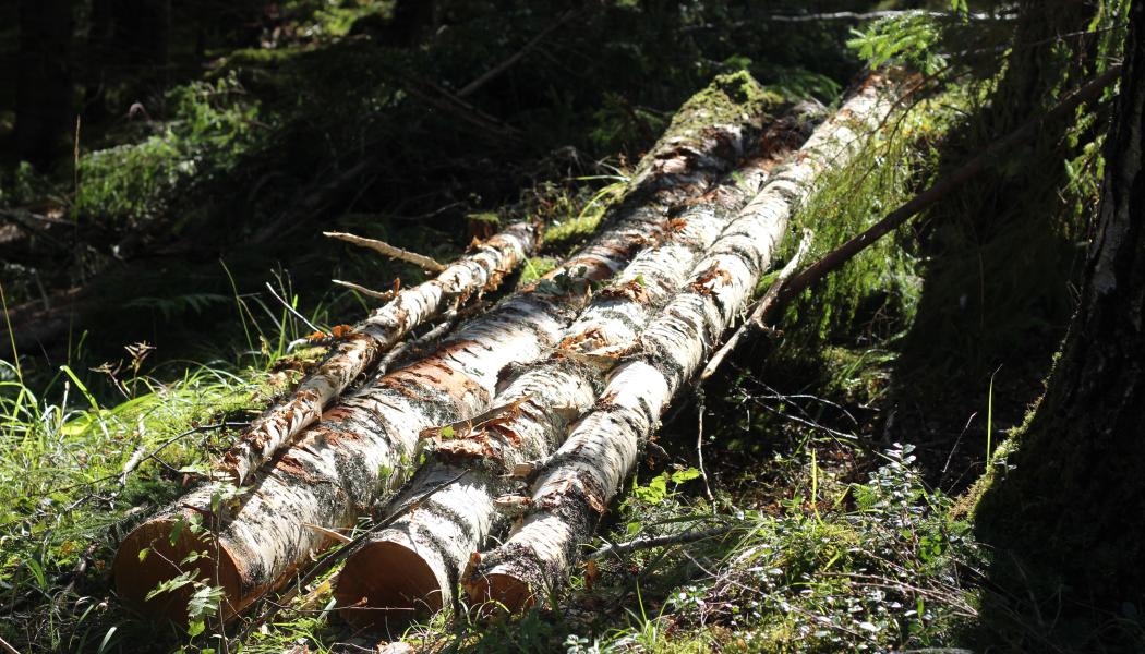 Latvijas Finieris develops innovative birch wood extracts