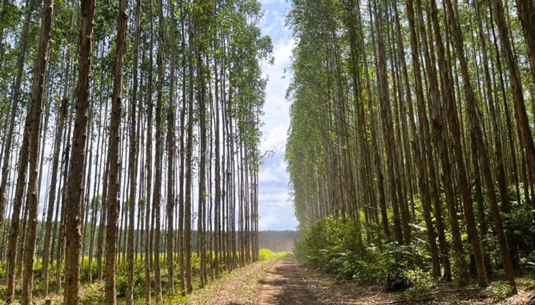 Eternali acquires five eucalyptus plantations | PULPAPERnews.com