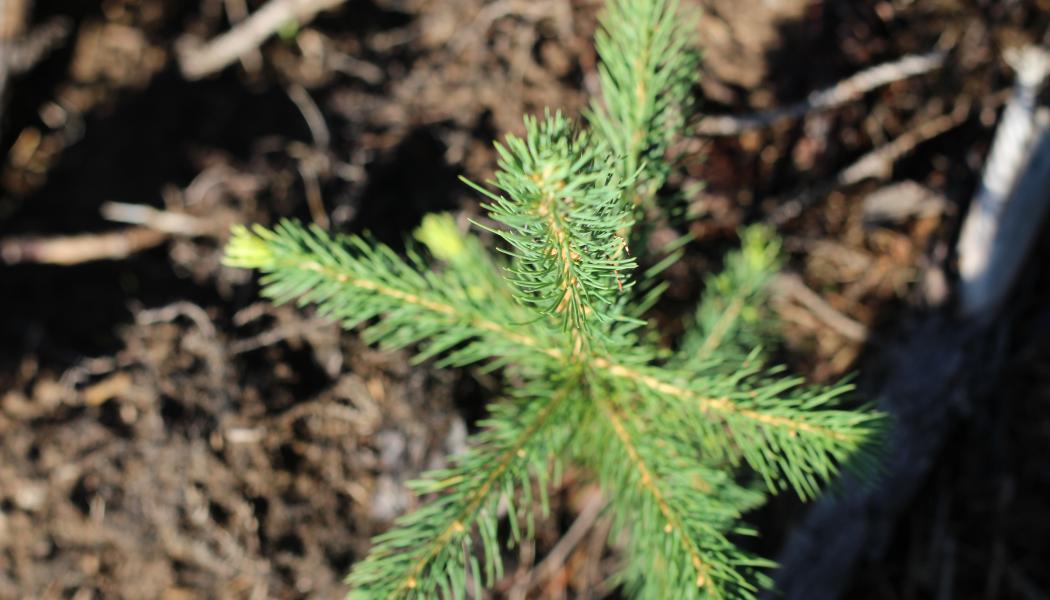 Paper Excellence Canada publishes its fourth sustainability report ...