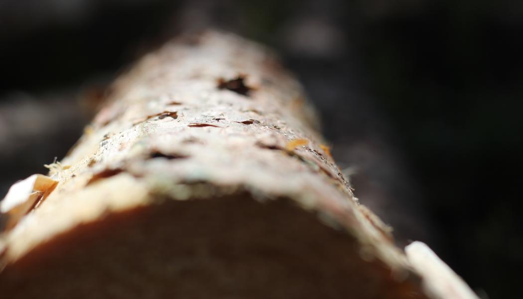 Arauco orders OSB plant from Dieffenbacher | PULPAPERnews.com