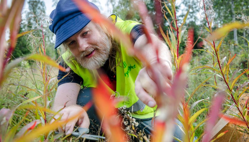 Metsä Group to draw up biodiversity plans for its mill areas – Kemi the ...