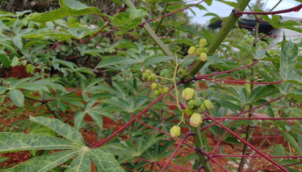 Rural community receives investment for the development of cassava ...