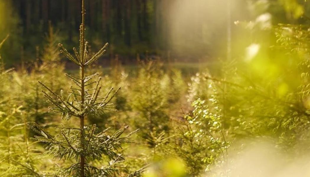 Stora Enso increases mixed forests by decreasing spruce density in ...